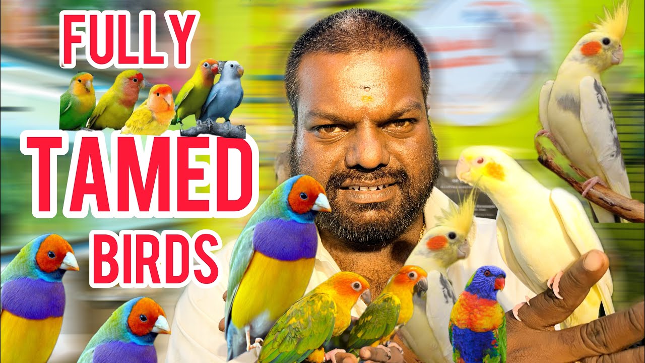 TAMED BIRDS SANTHOSH | Birds price in Bangalore | Best birds in ...