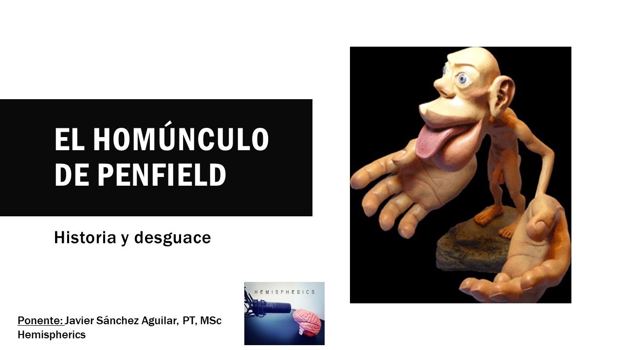 El homúnculo de Penfield. Historia y desguace | Hemispherics - YouTube