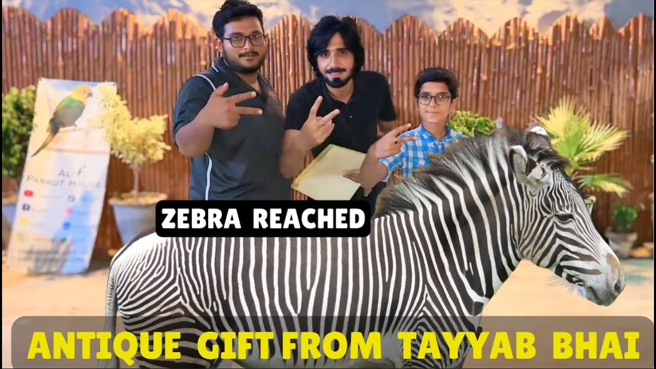 FINALLY...! ZEBRA A GYA | TAYYAB BHAI KY SHASHKY😍 - YouTube