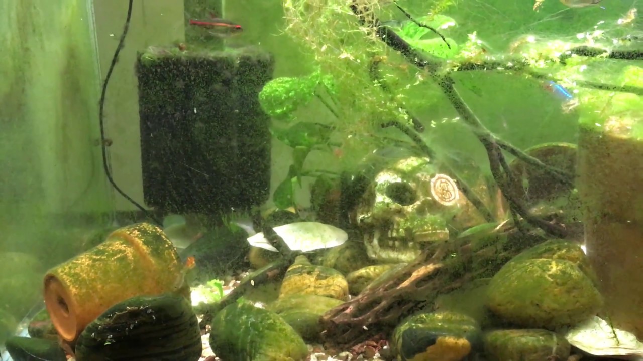 Pea Puffer, Norman Lamp Eye Killi, Neon Tetra and shrimp??? WHAT ...