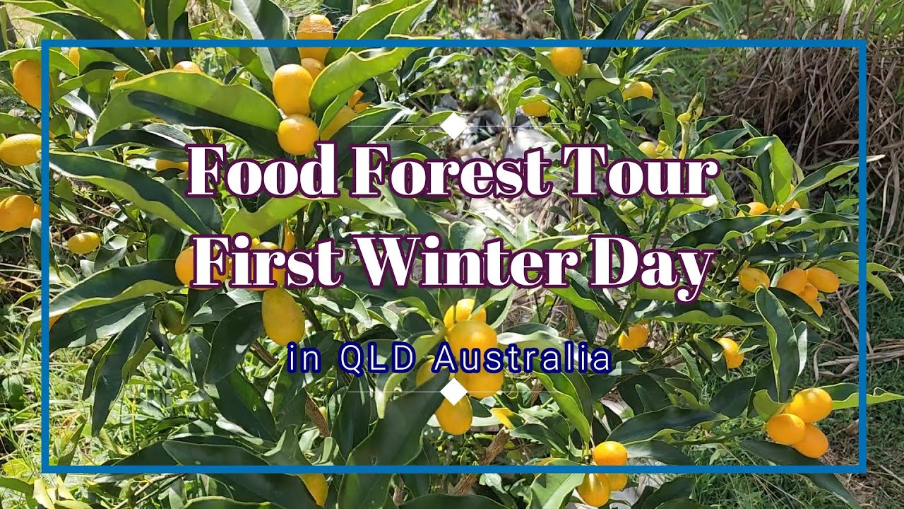Food Forest Tour - Beginning of Winter at Permaculture Haven Australia ...