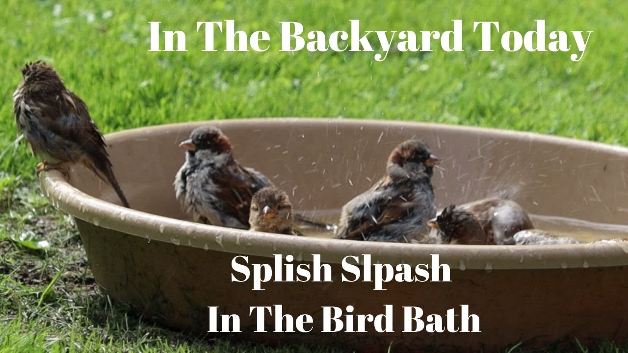Splish Splash In The Bird Bath - YouTube