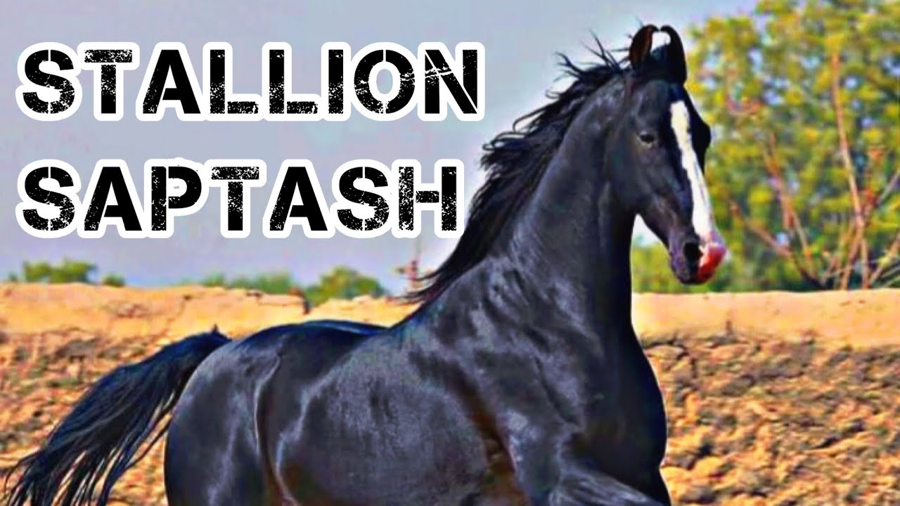 Marwari Stallion Saptash | सप्ताश | Marwari Breed | @exploringRajasthan ...