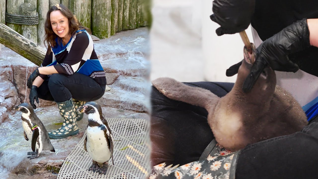What Do Penguins Eat for Breakfast? Behind the Scenes with Humboldt ...