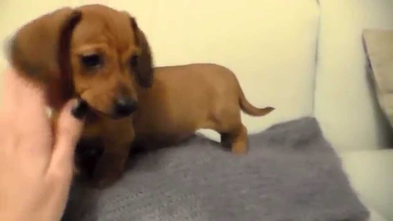 meraviglioso cucciolo di bassotto maschio fulvo - YouTube