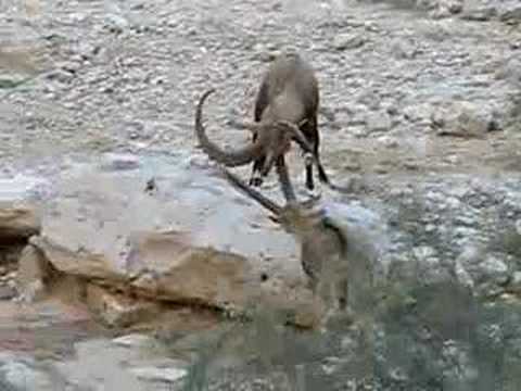 ibex fight - YouTube