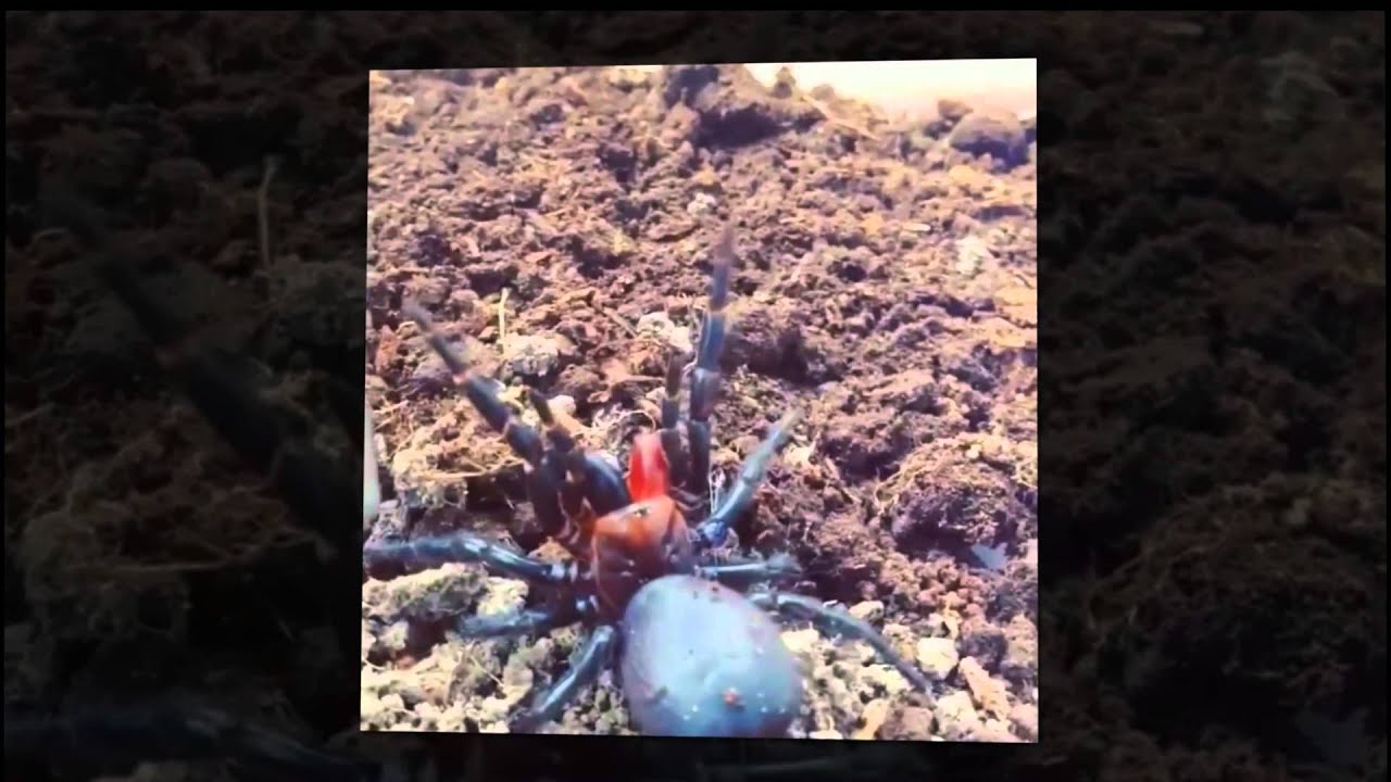 An Arachnid Dracula? Rare, Red-Fanged Spider Is Uncovered - YouTube