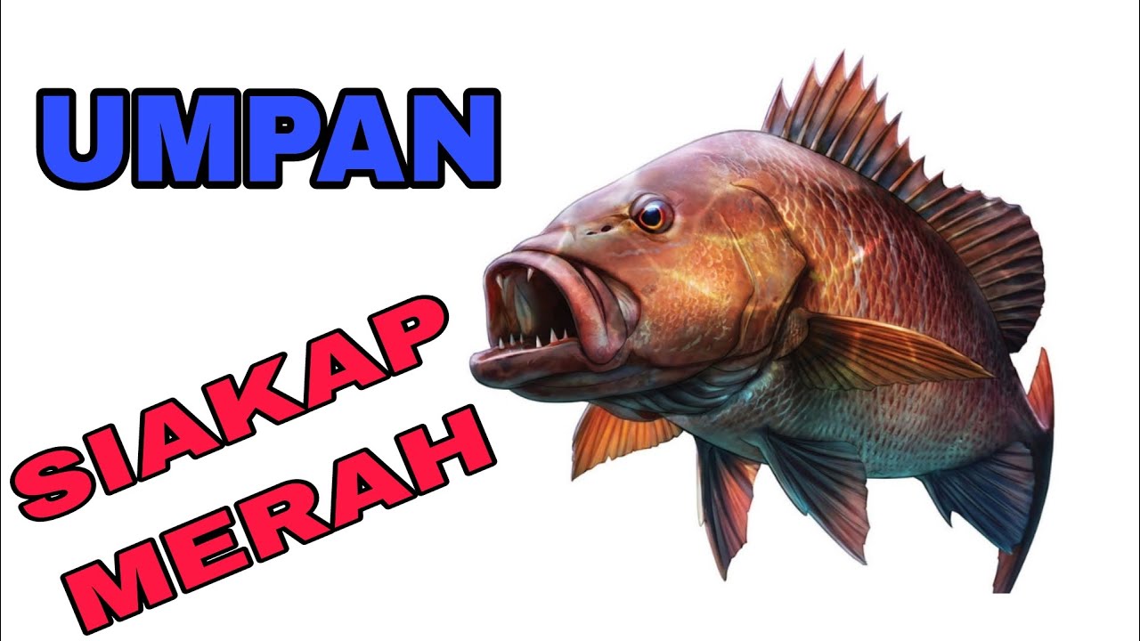 UMPAN MEMANCING SIAKAP MERAH / KAKAP MERAH / MJ - YouTube