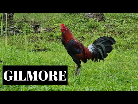 GILMORE HATCH - YouTube