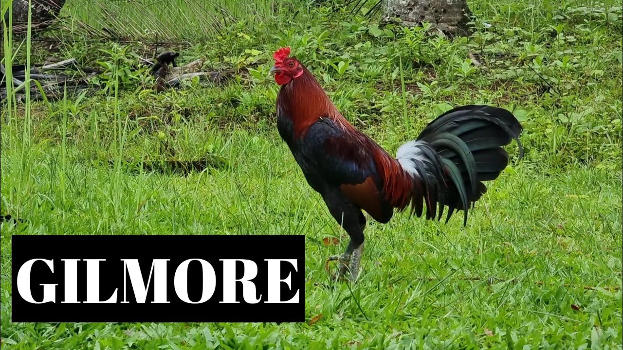 GILMORE HATCH - YouTube