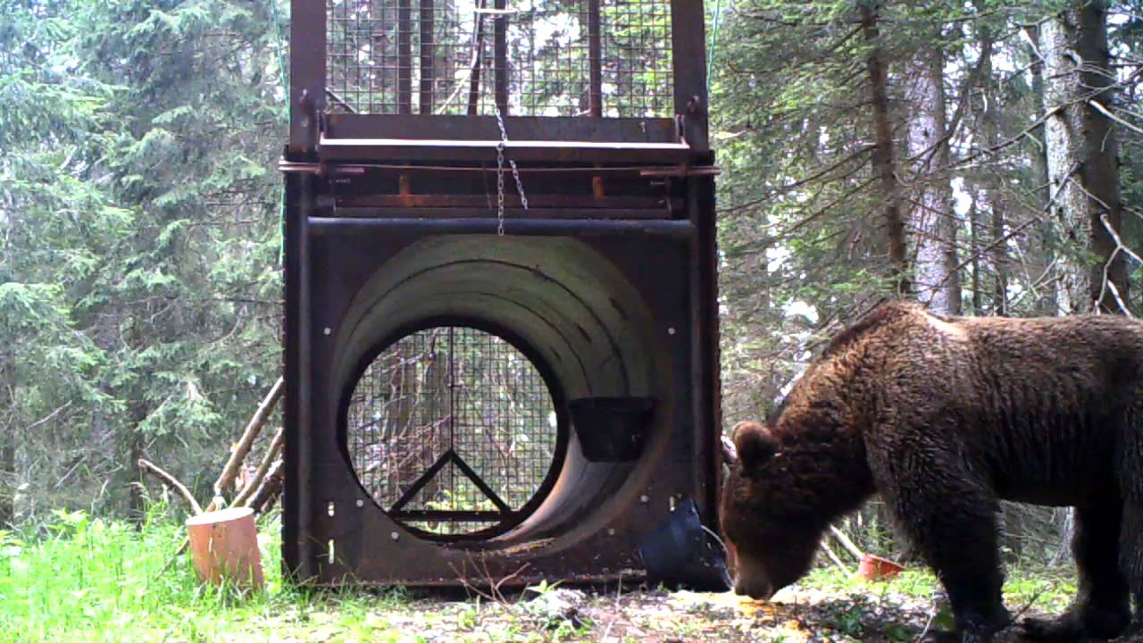 L'orso "mangiatore di esche" - comincia a mangiare il cibo-esca - YouTube