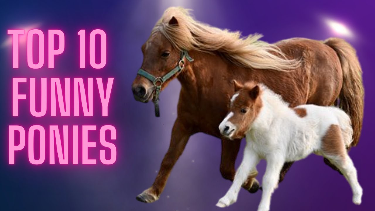 Most cutest and popular breeds of ponies!!! Breeds of ponies. - YouTube