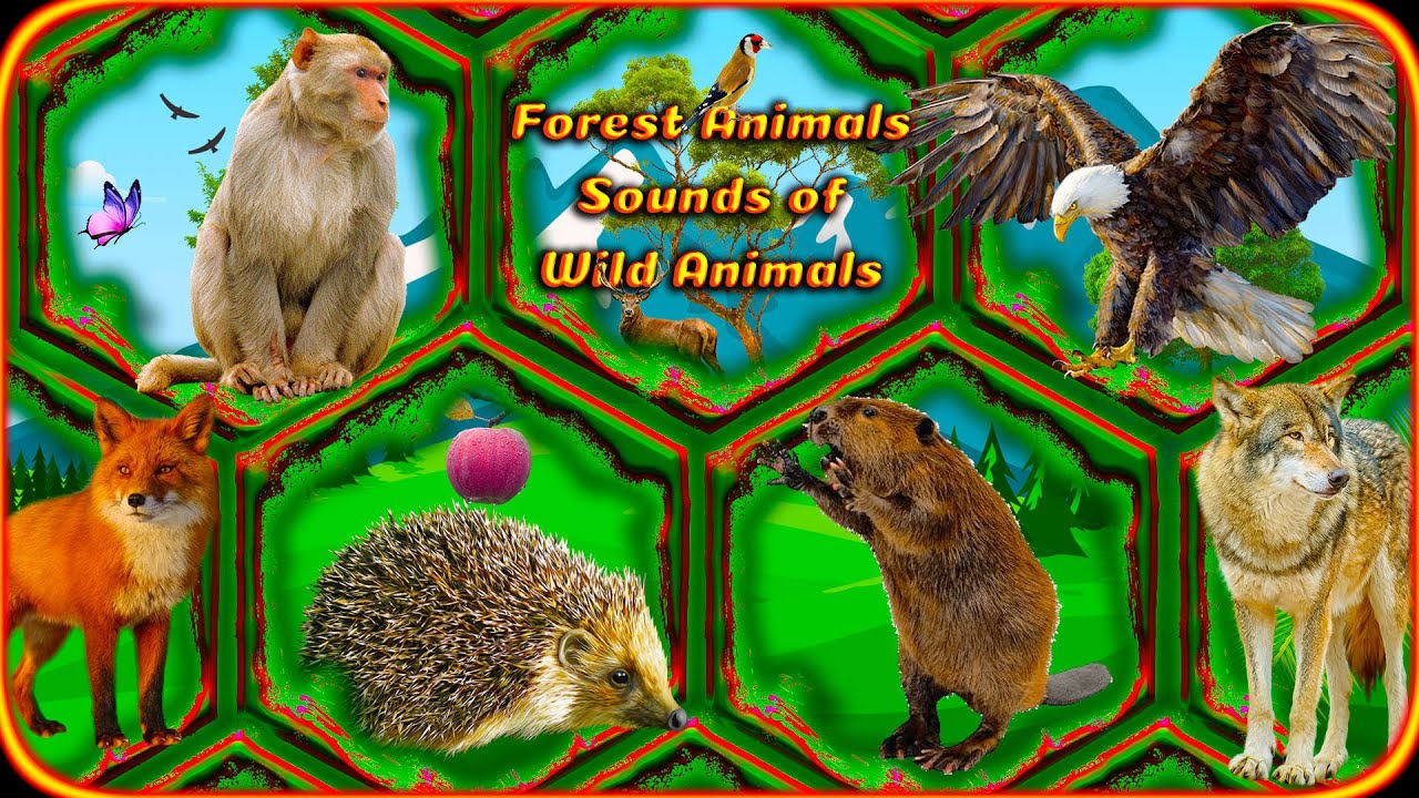 Wild Animals • Animals Sounds • Woodpecker, Weasel, Bee, Ibis, Cougar ...
