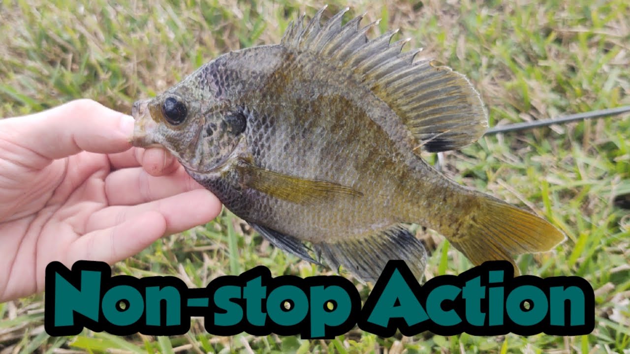 Caught 40 Fish Today, Ended Up Disappointed | Part 1 of 2 - YouTube