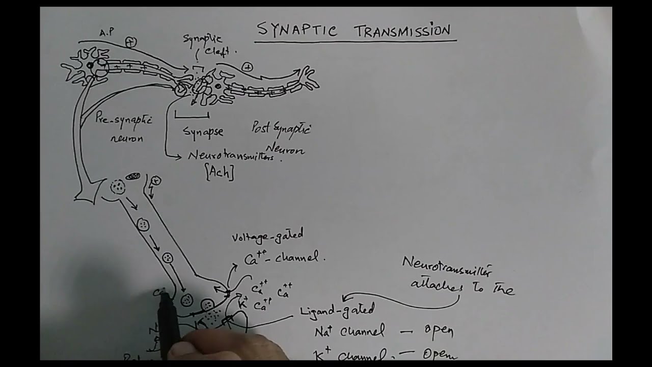 Synaptic transmission - Easy Tutorial - YouTube