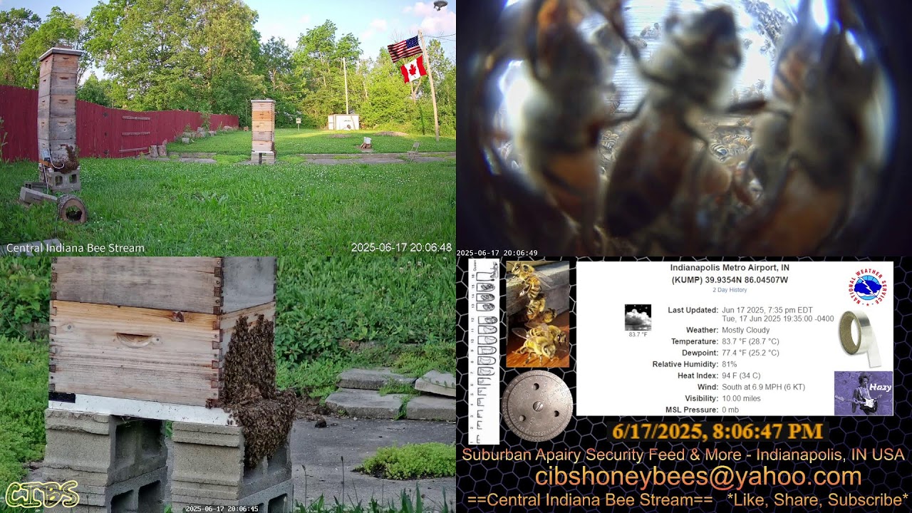 LIVE Suburban Back Yard Bee Hive Security Feed & More Indianapolis, IN ...