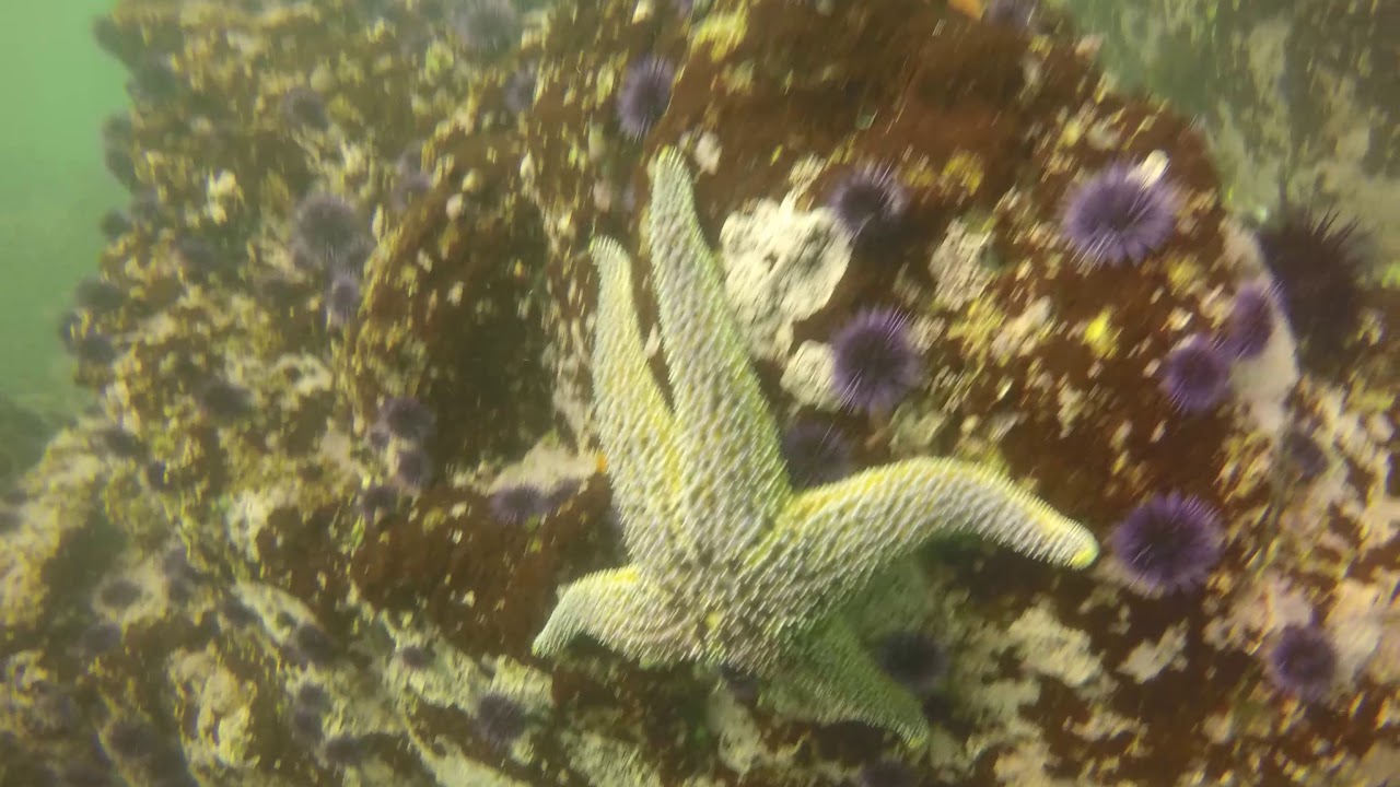 Monterey Coral St - YouTube