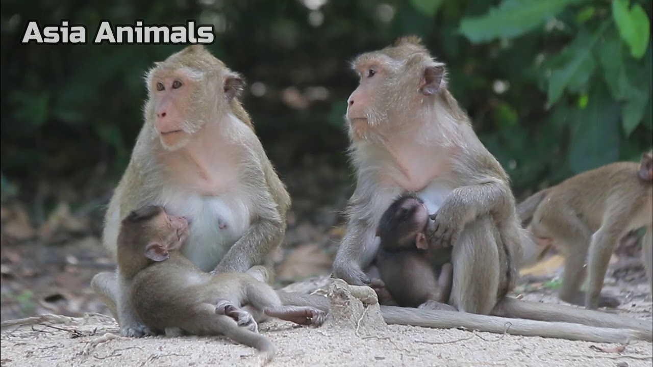 Macaque monkey eat potato with her baby |Asia Animals| - YouTube