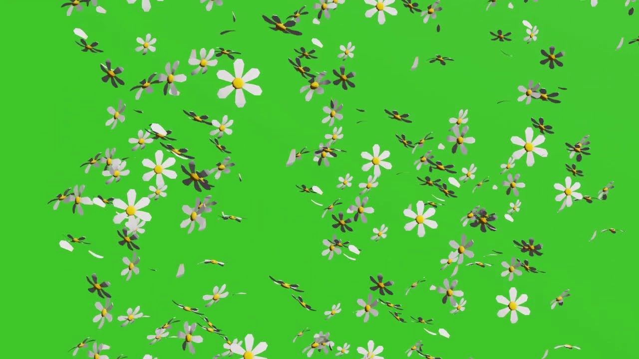 🌼 Flowers Green Screen Animation Daisies 🌼 / Футаж Ромашки Хромакей ...