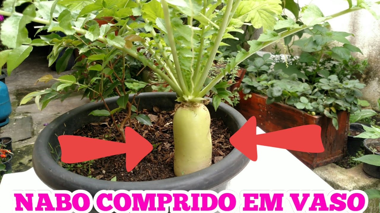 Colheita do nabo comprido em vaso.Veja como é possível cultivar em vaso ...