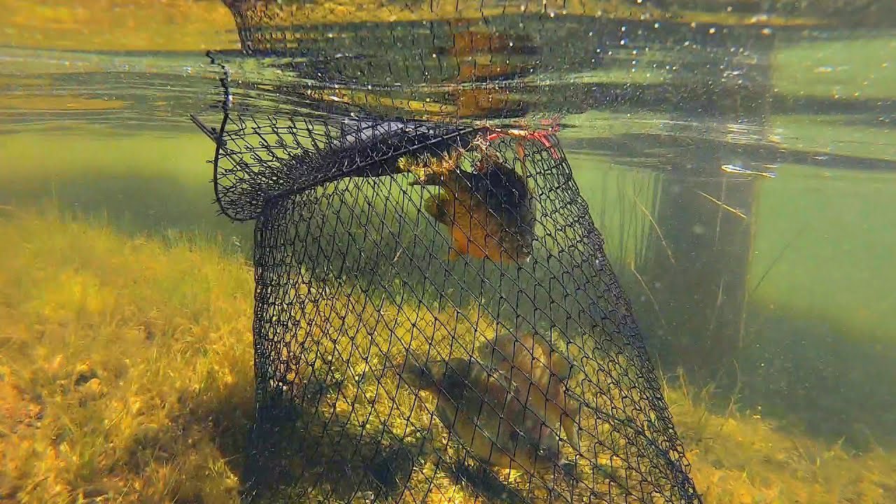 Fishing for PANFISH UNDERWATER at a Local Beach! - YouTube
