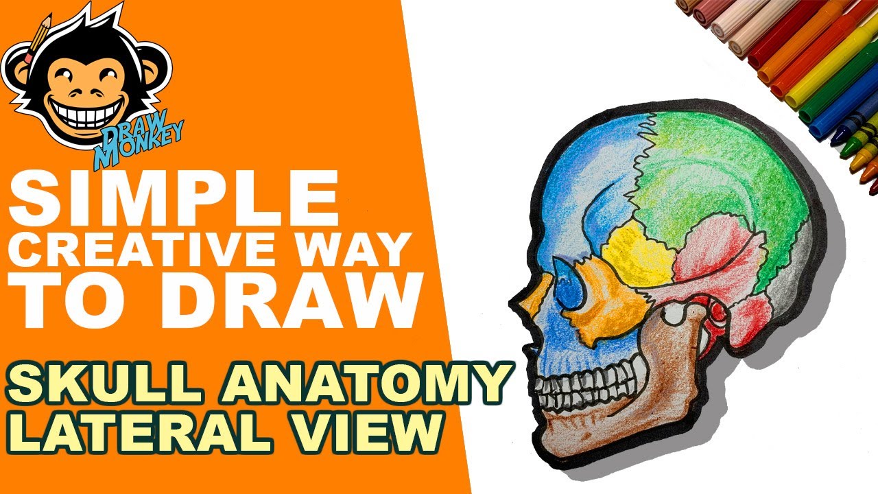 LEARN TO DRAW | SKULL ANATOMY LATERAL VIEW - YouTube