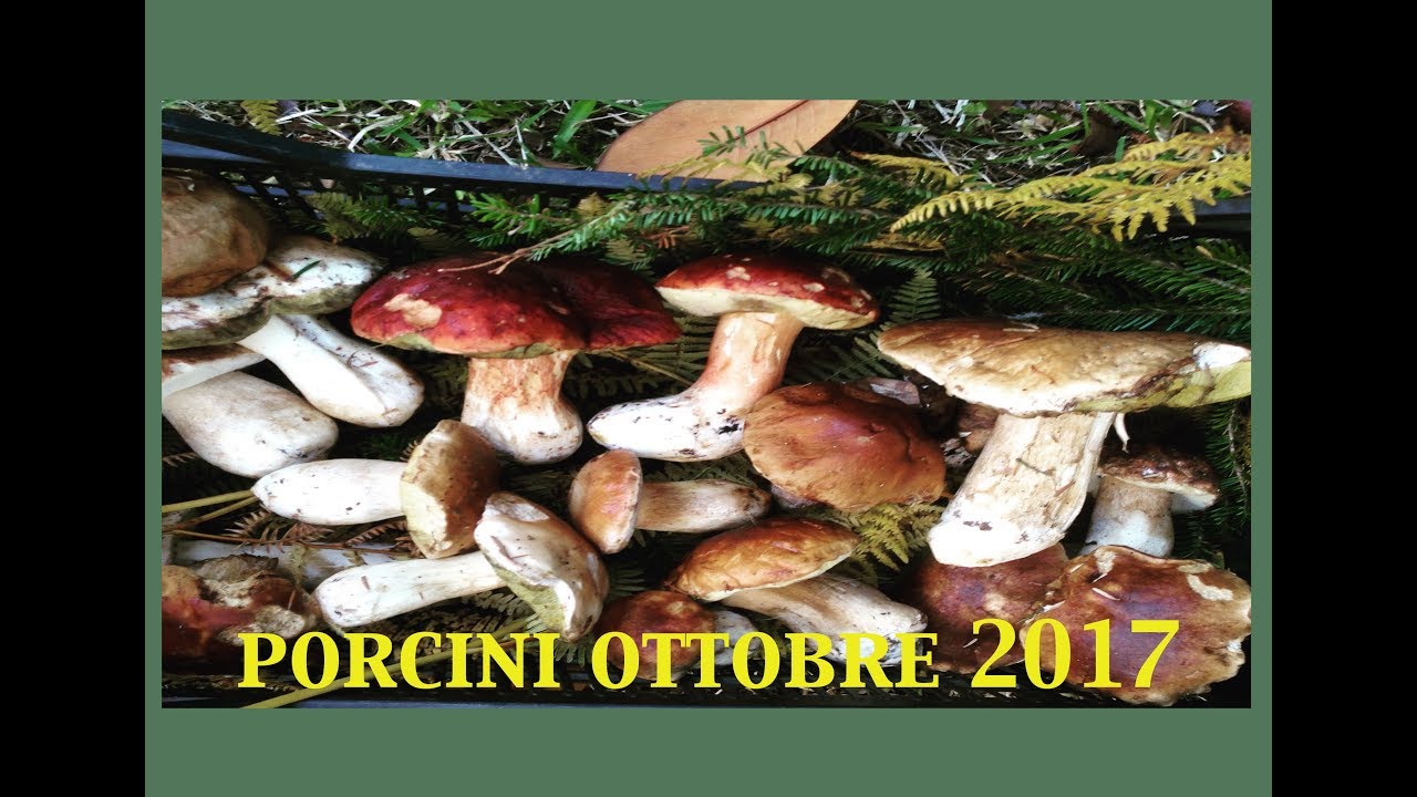 Funghi - Porcini e Ovuli Ottobre 2017 - YouTube