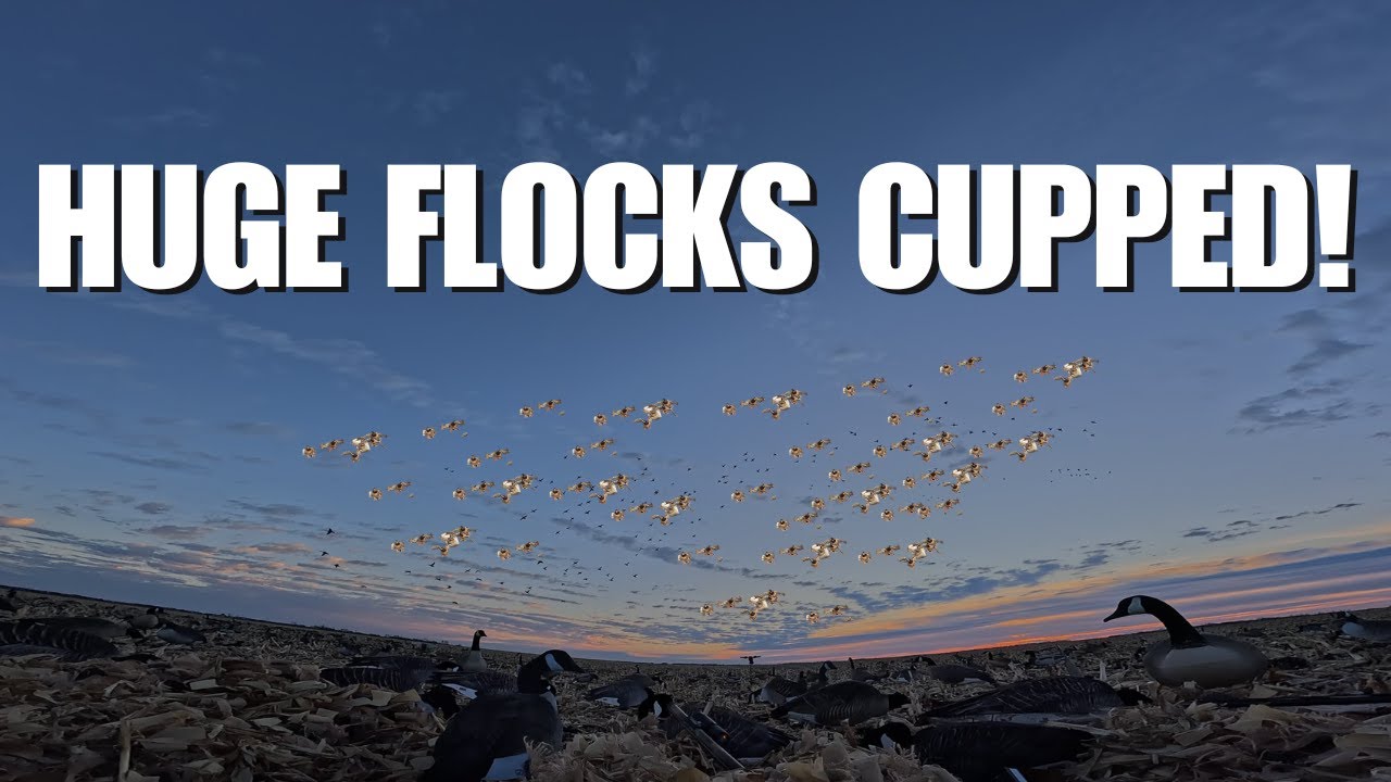 GIANT Flocks of Ducks Dumped Into Our Decoys (Mallards Cupped!) - YouTube