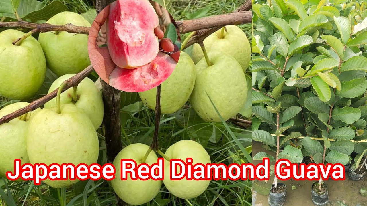 Japanese Red Diamond Guava plant available low price contact ...