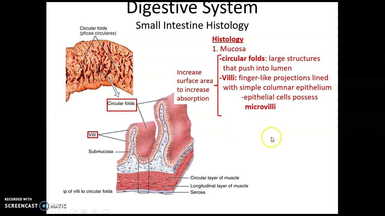 Villi And Microvilli Digestive System