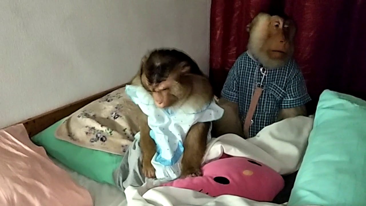 Monkey Jk Shaki wake up early - YouTube