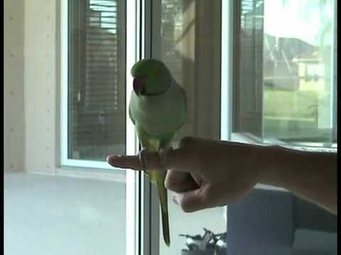 Awesome Parrot Tricks - YouTube