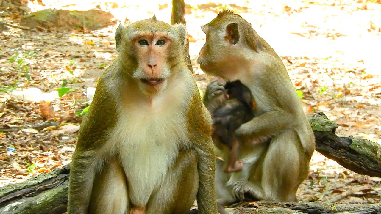 The Connection of Aron Anna monkey Part 8 - YouTube