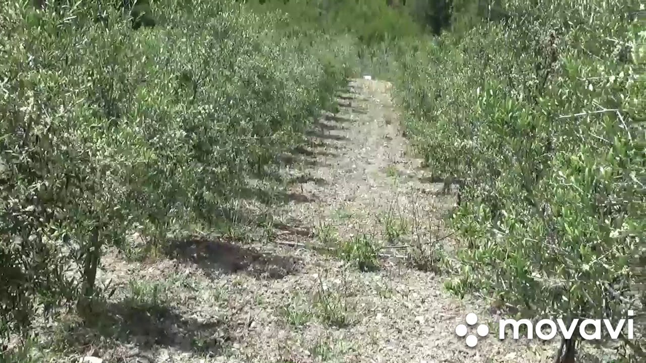 ΕΛΑΙΟΔΕΝΤΡΑ ΠΥΚΝΗΣ ΚΑΙ ΑΤΤΑΠΟΥΛΓΙΤΗΣ!ΠΕΡΙΟΔΟΣ ΑΝΘΙΣΗΣ ΣΕ ΔΕΝΤΡΑ ...