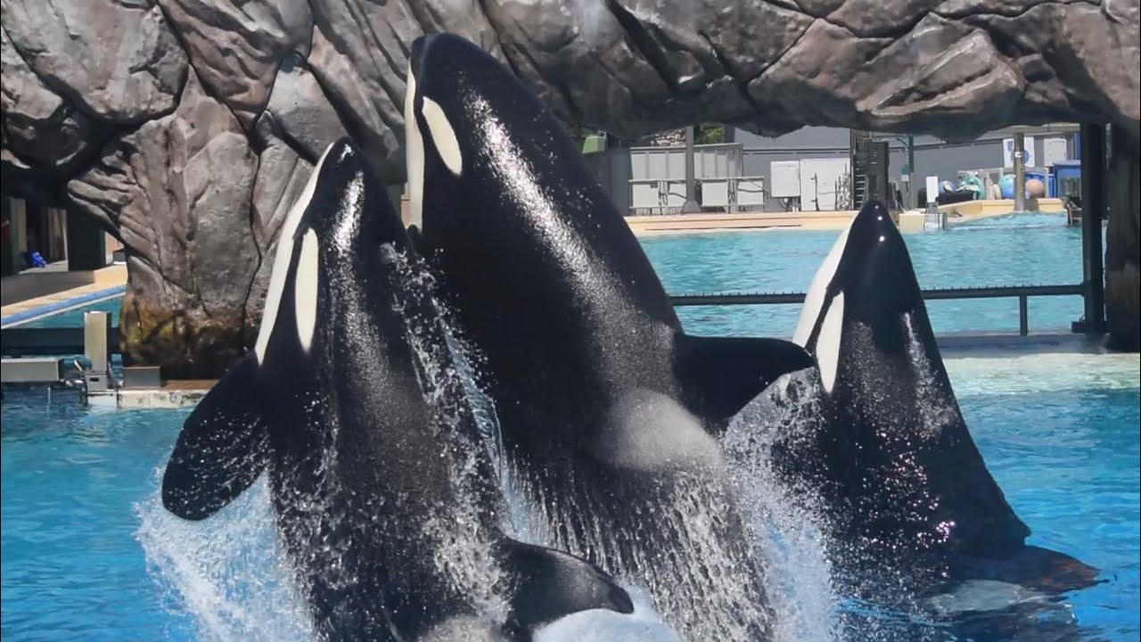 Orca Encounter at SeaWorld San Diego August 16, 2023- (Full Show) with ...
