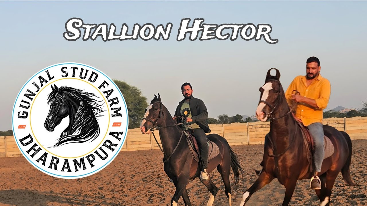 Gunjal Stud Farm Dharampura.. Stallion Hector - YouTube