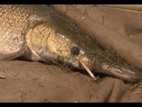 Gar Spawning - YouTube