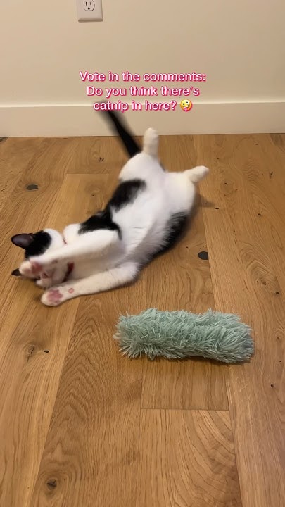 Silly tuxedo cat plays with potaroma catnip cat toy - YouTube