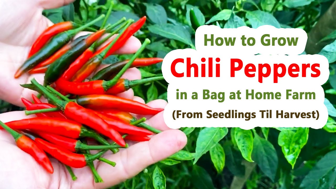 How to Grow Chili Peppers in a Bag at Home Farm From Seedlings Til ...