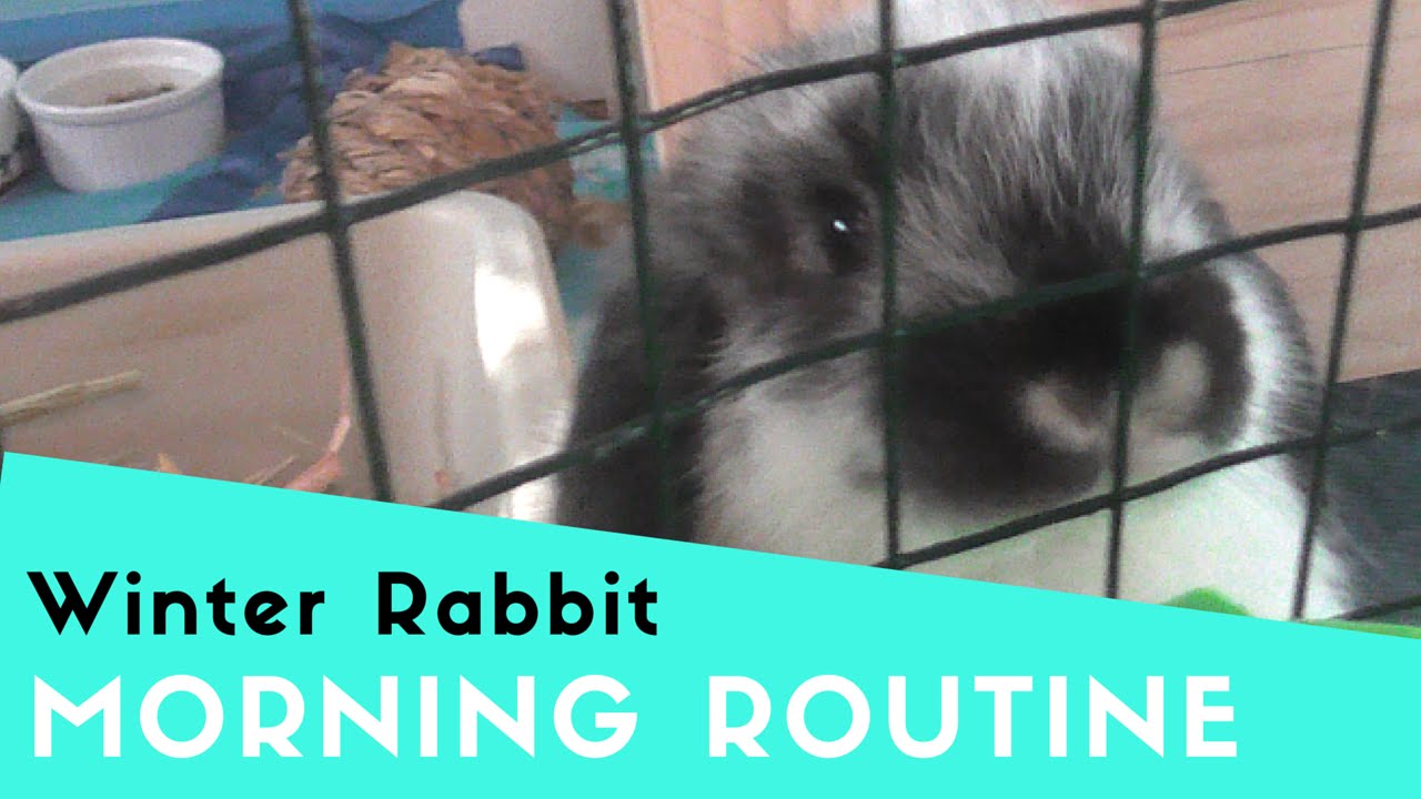 WINTER RABBIT MORNING ROUTINE - YouTube