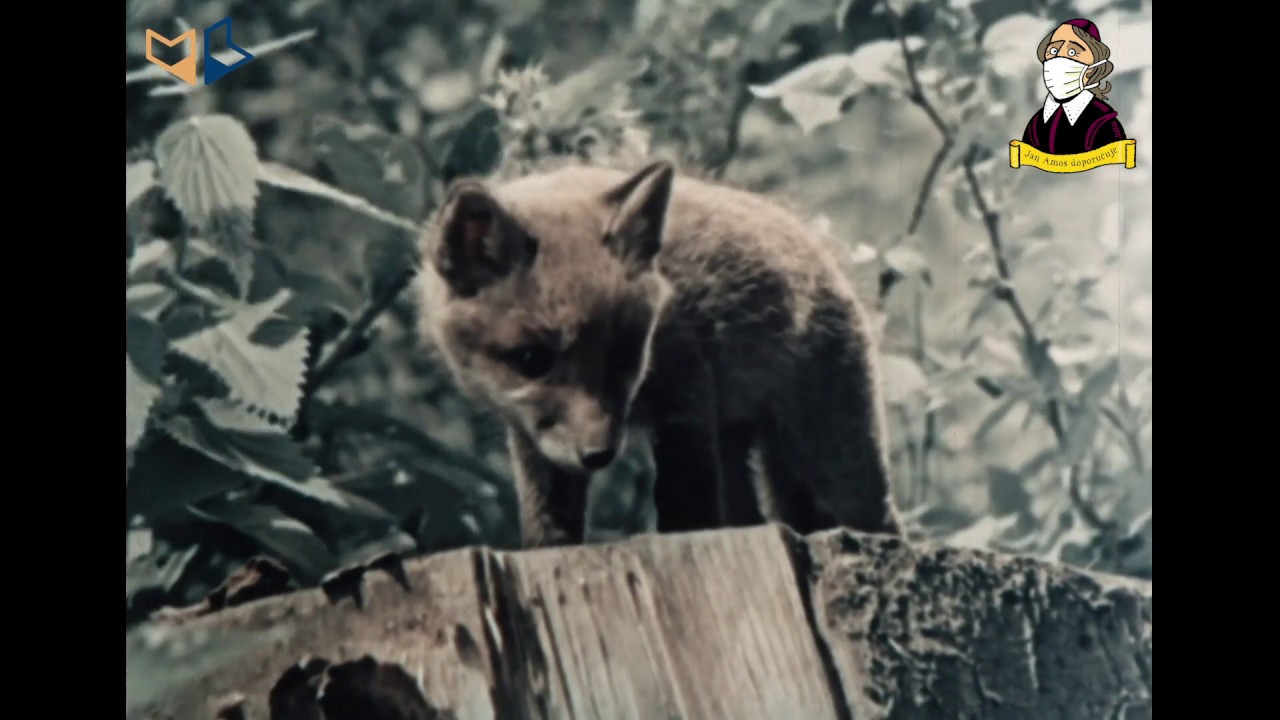 Les na jaře - krátký školní film - YouTube