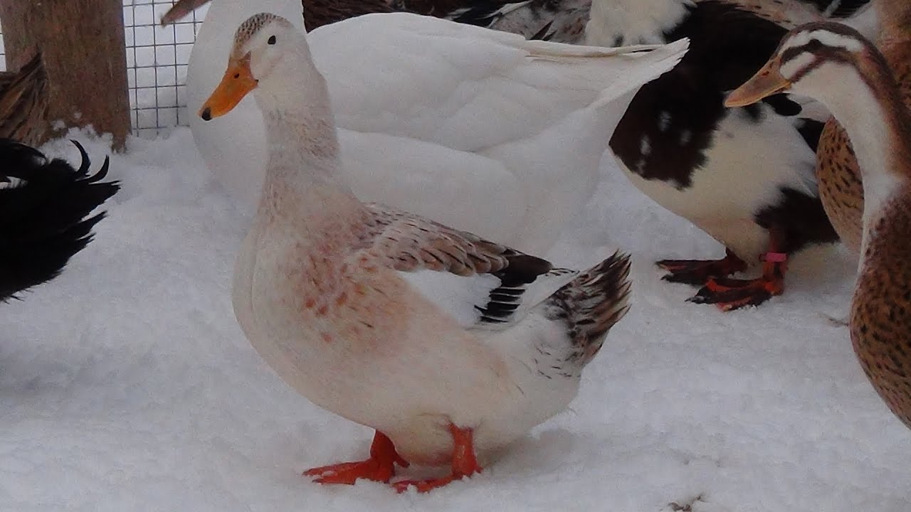 Barn Not Getting Done #41 Ducks & Winter 2016-17 - YouTube