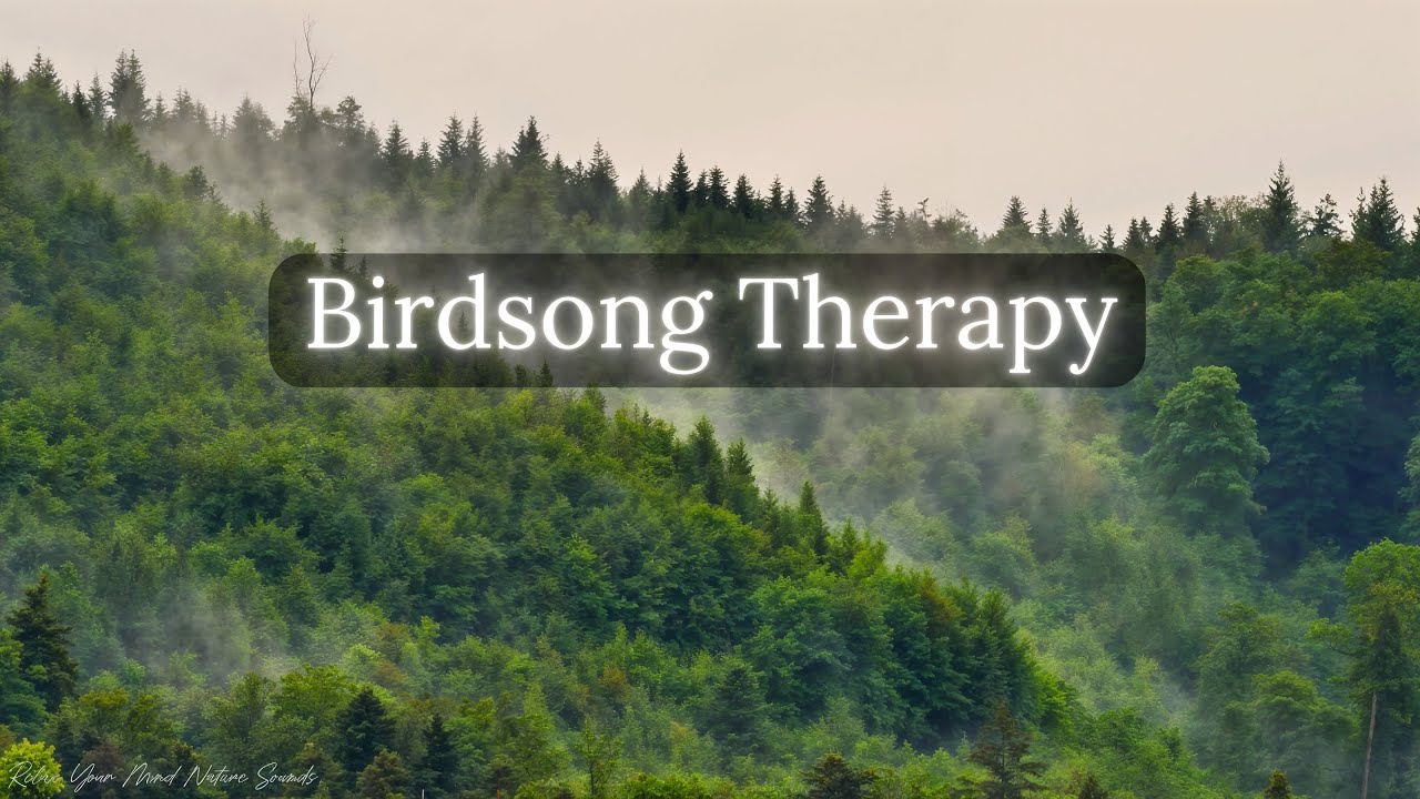 Birdsong in Lush Forest - Calming Nature Sounds for Relaxation & Focus ...