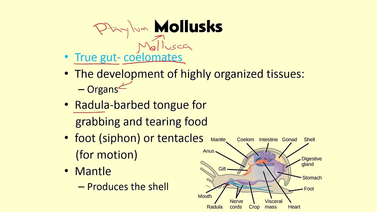 3 4 Mollusks and Worms - YouTube