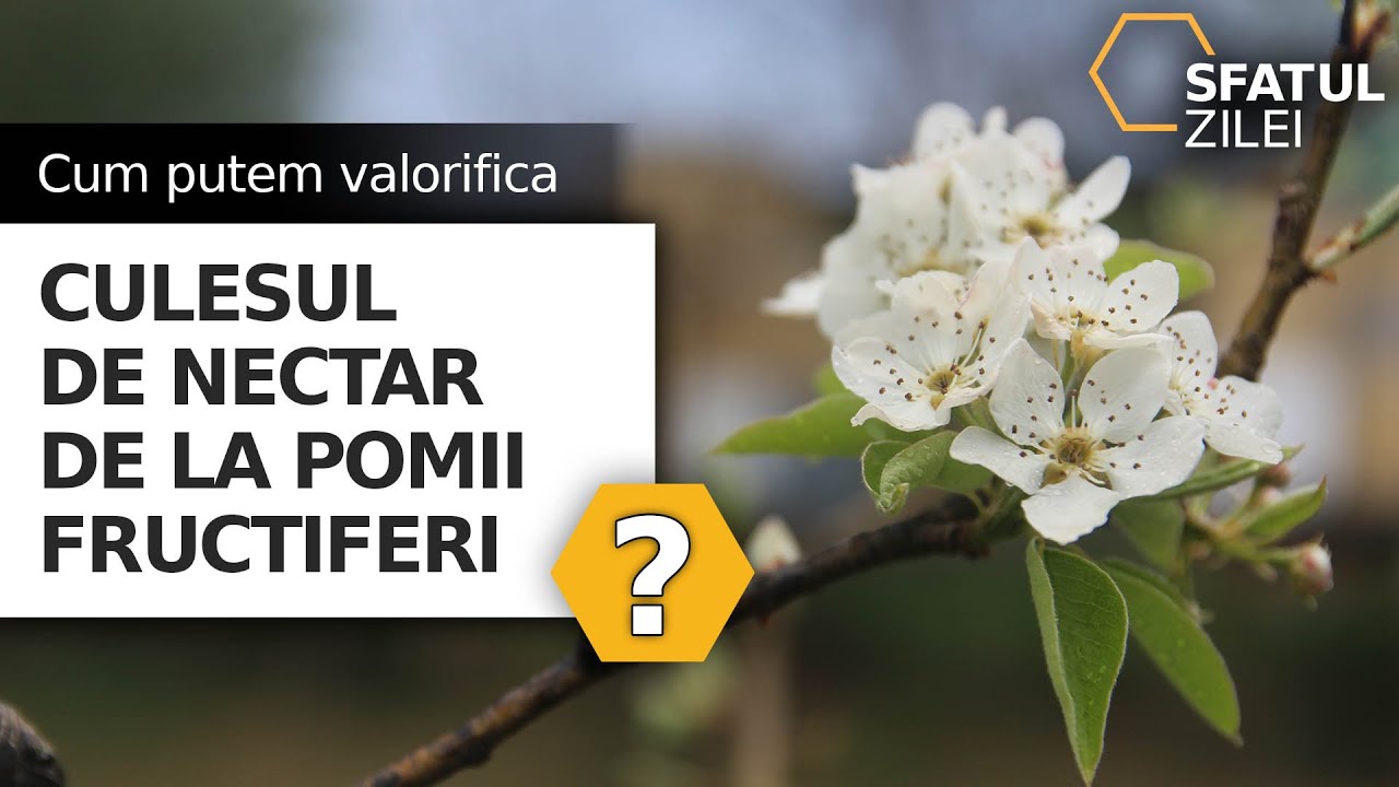 Cum putem valorifica culesul de nectar de la pomii fructiferi - YouTube