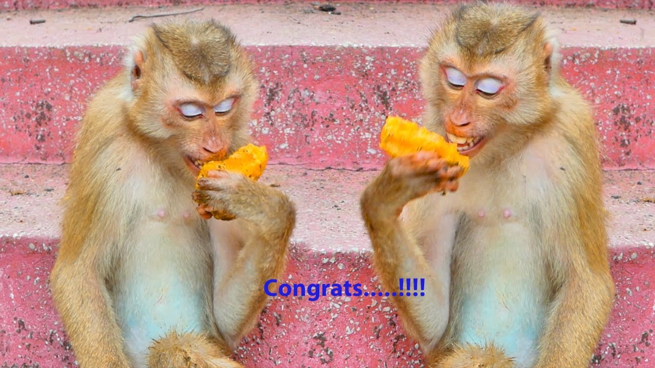 Congrats 😍 Monkey MOKA can to holding food by her self - after she get ...