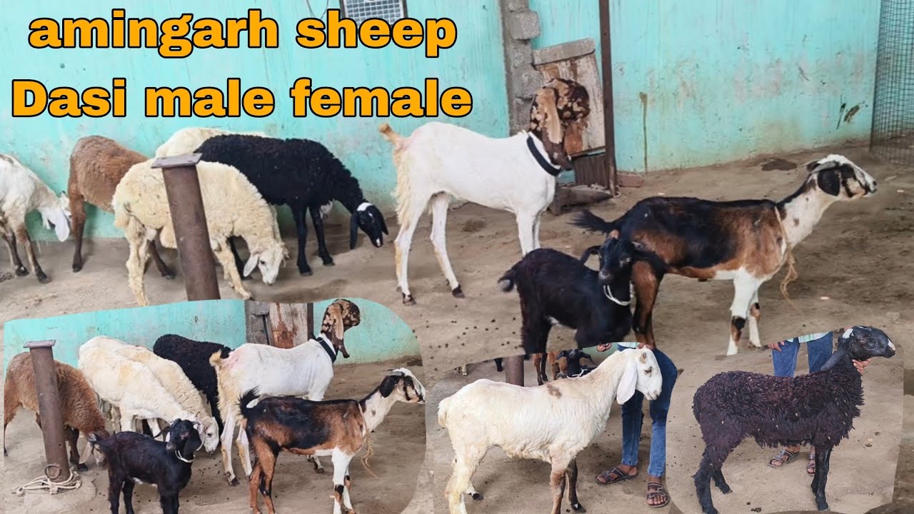 Pure multiple breed female aur Amin gadh sheep Telangana sheep ...