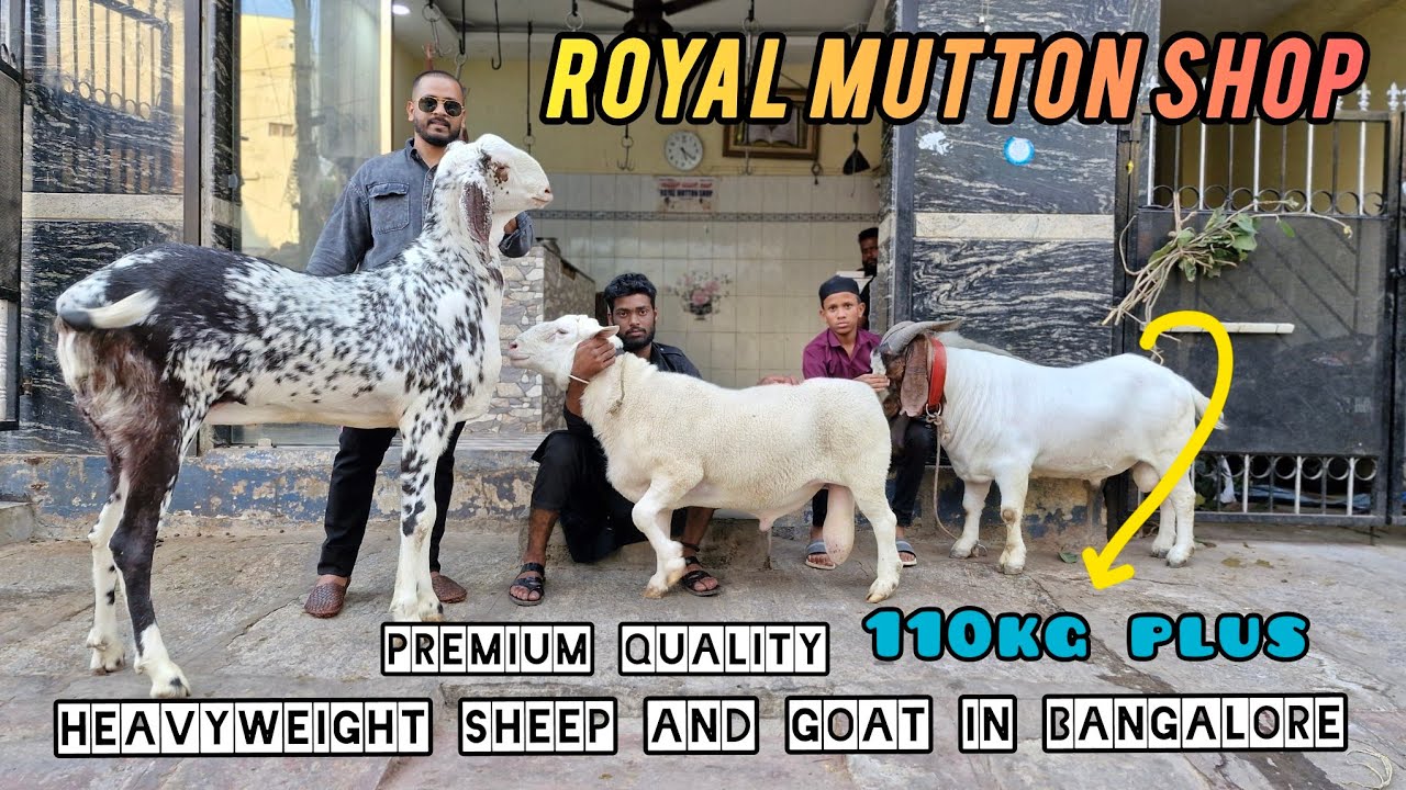 Heavyweight Sheep And Goat Available in Bangalore 88928 84778 Royal ...