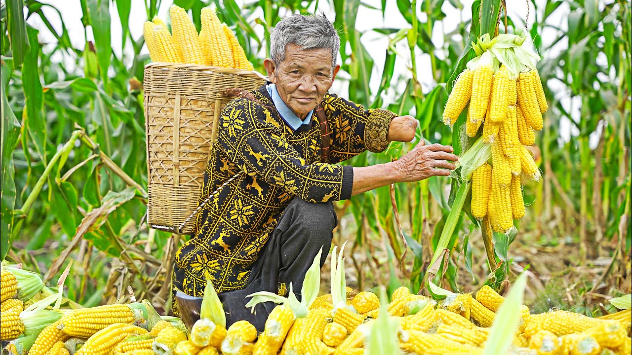 Harvesting Lots of Sweet Corn, Selling to the Market - How to Incubate ...