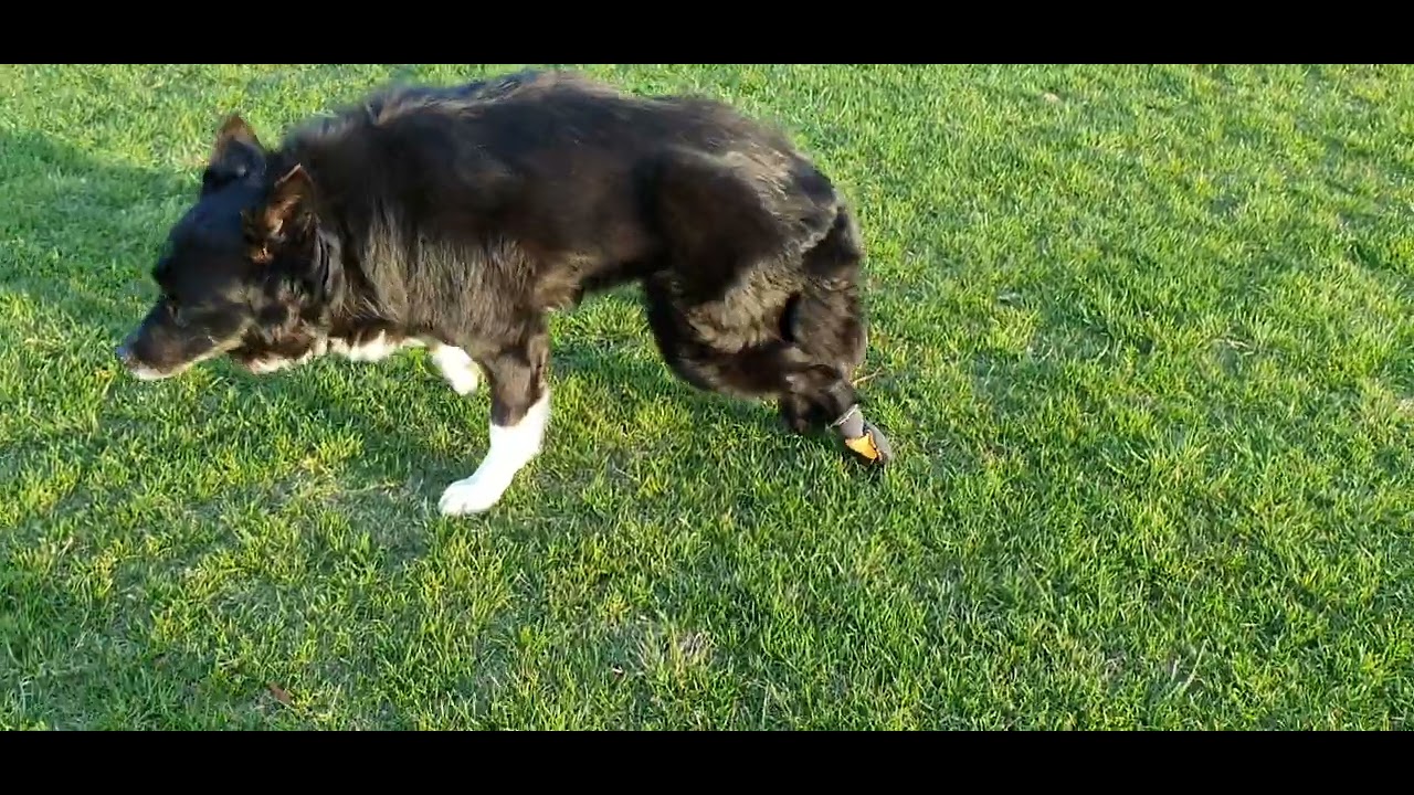 dog spinal walking with a paraplegic disabled Australian kelpie 16yo ...
